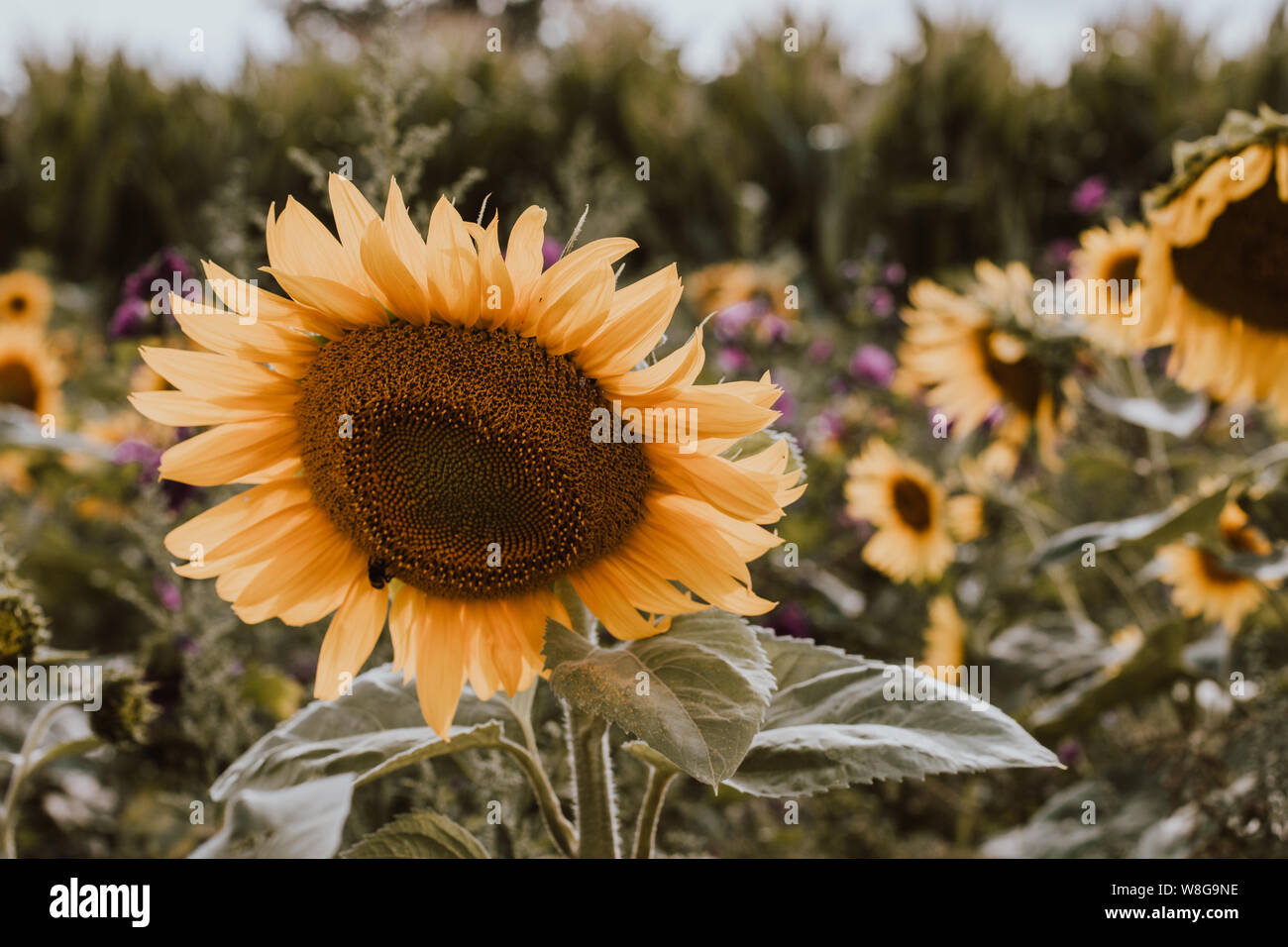 Sunflower patch hi-res stock photography and images - Alamy