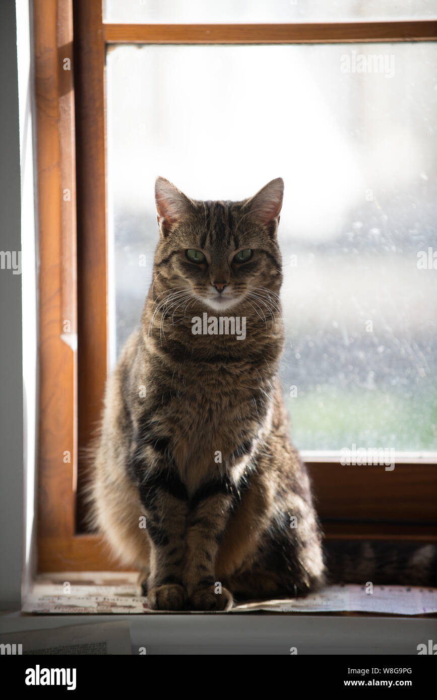 Pretty Kitty posing for picture Stock Photo - Alamy