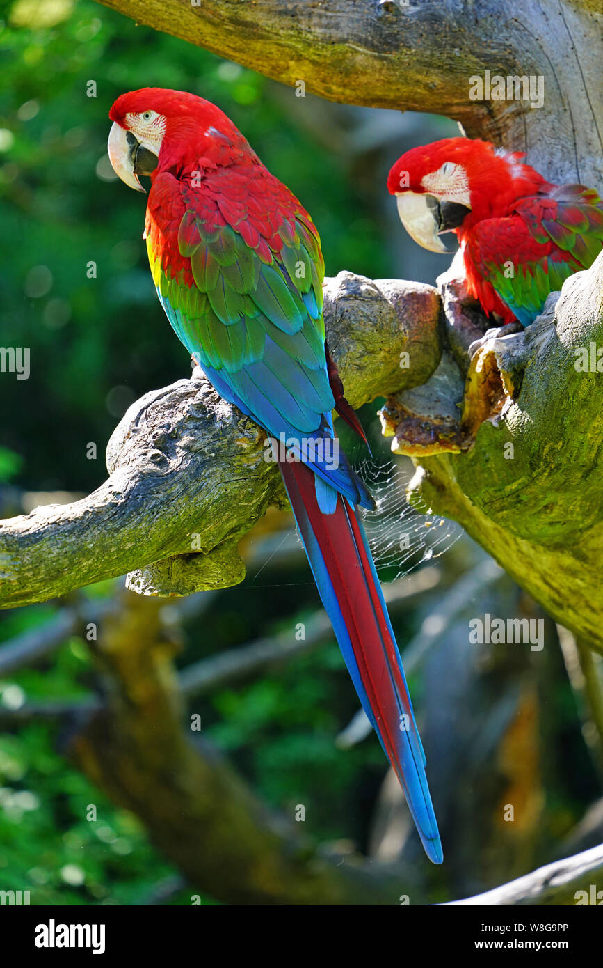 Two colorful red, blue and green parrot birds on a tree Stock Photo - Alamy