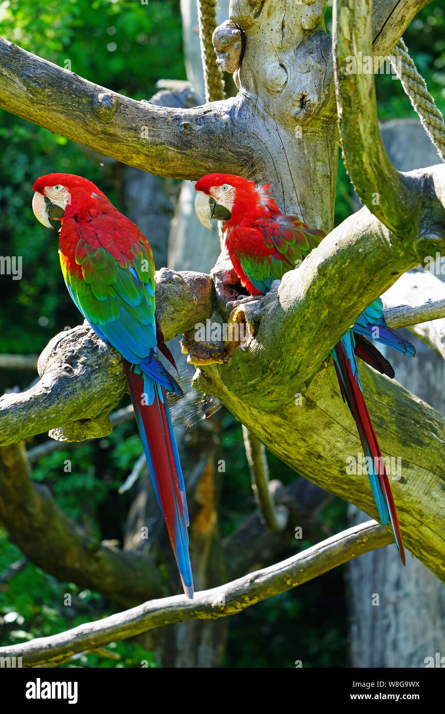 Two colorful red, blue and green parrot birds on a tree Stock Photo - Alamy