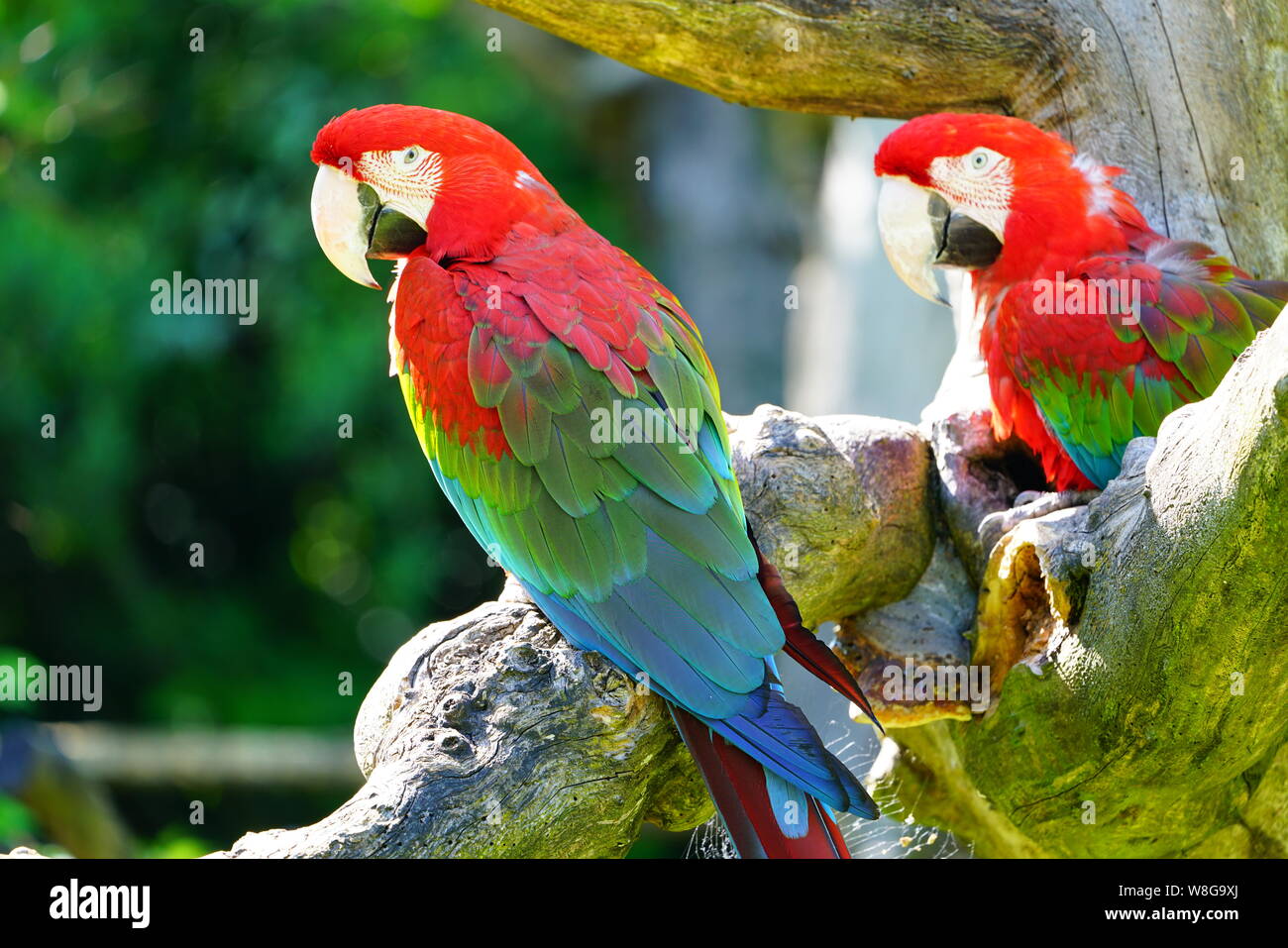 Two colorful red, blue and green parrot birds on a tree Stock Photo - Alamy