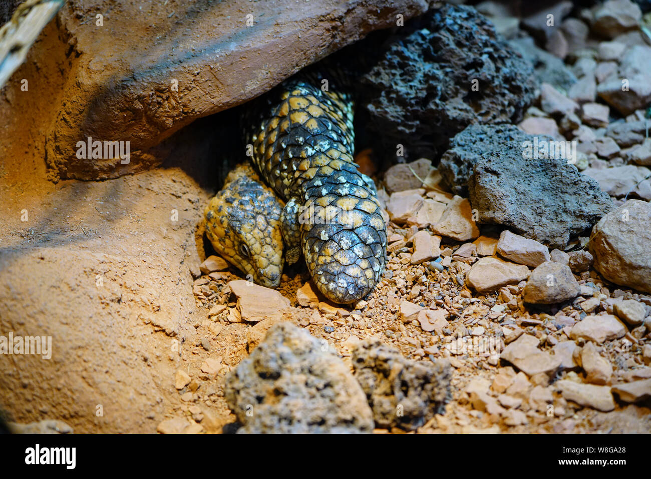 Northern Pilbara rock monitor lizard (varanus pilbarensis Stock Photo ...