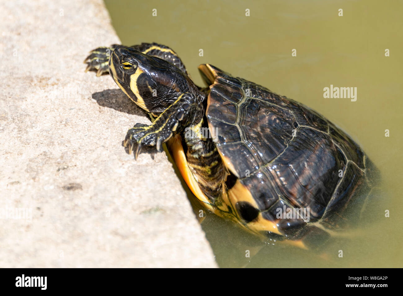 Baby river cooter hi-res stock photography and images - Alamy