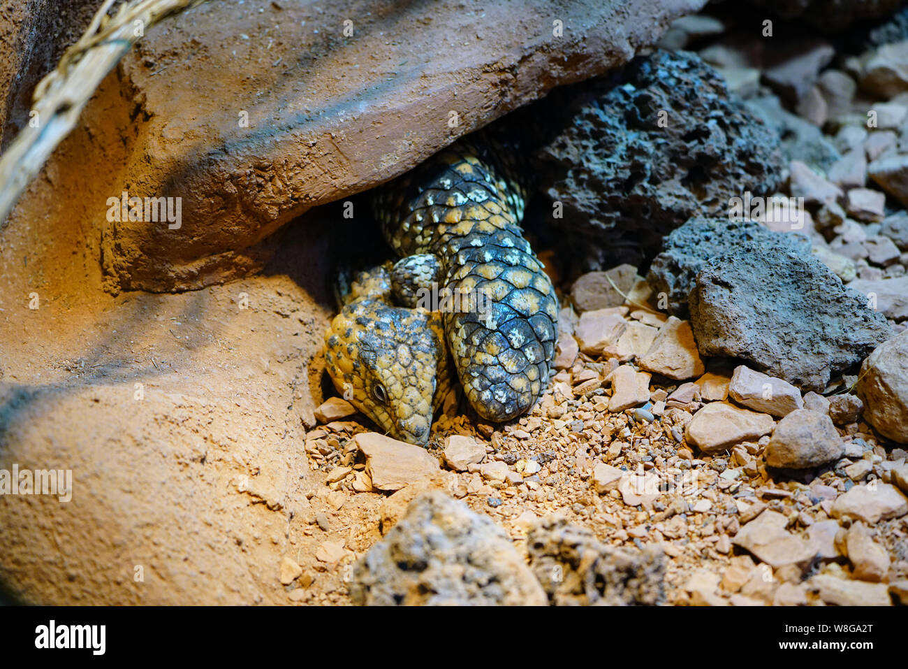 Northern Pilbara rock monitor lizard (varanus pilbarensis Stock Photo ...