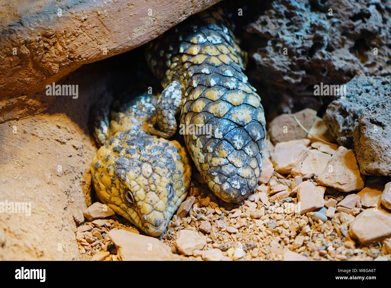 Northern Pilbara rock monitor lizard (varanus pilbarensis Stock Photo ...
