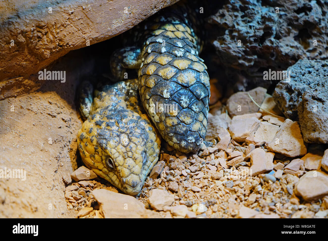 Pilbara rock monitor rock hi-res stock photography and images - Alamy