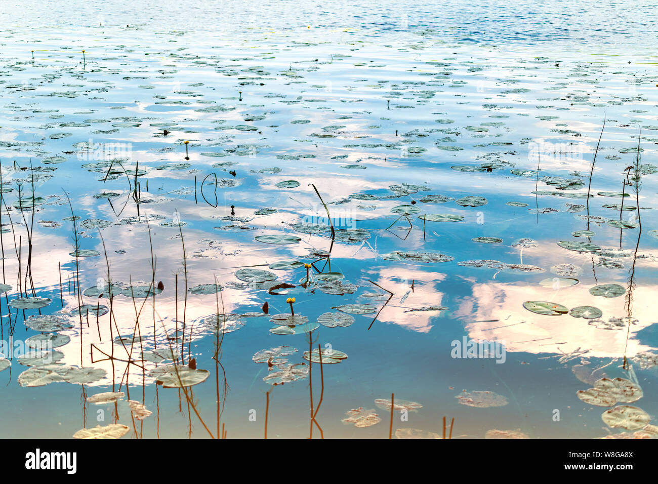 Beautiful swamp with yellow water lily leaves on bog surface Stock ...