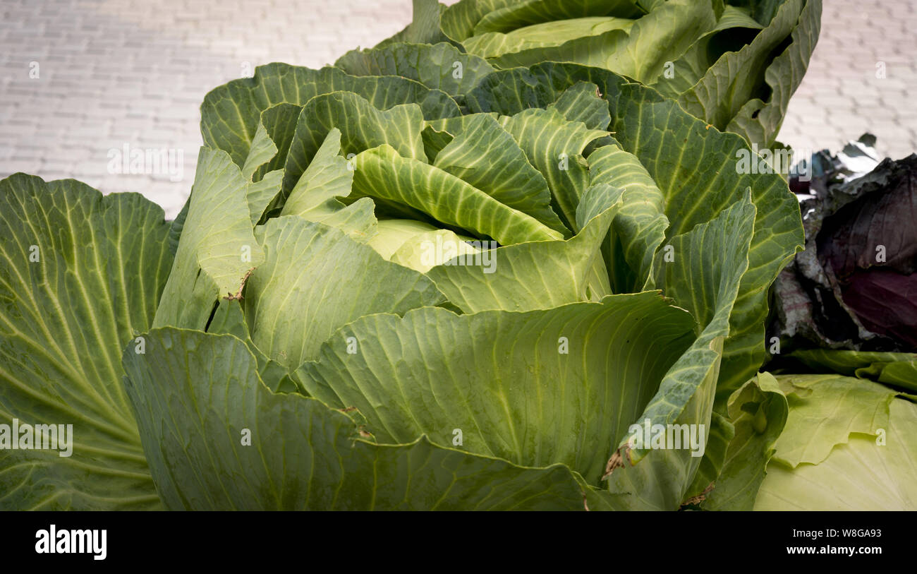 Winter cabbage Close Up Stock Photo - Alamy