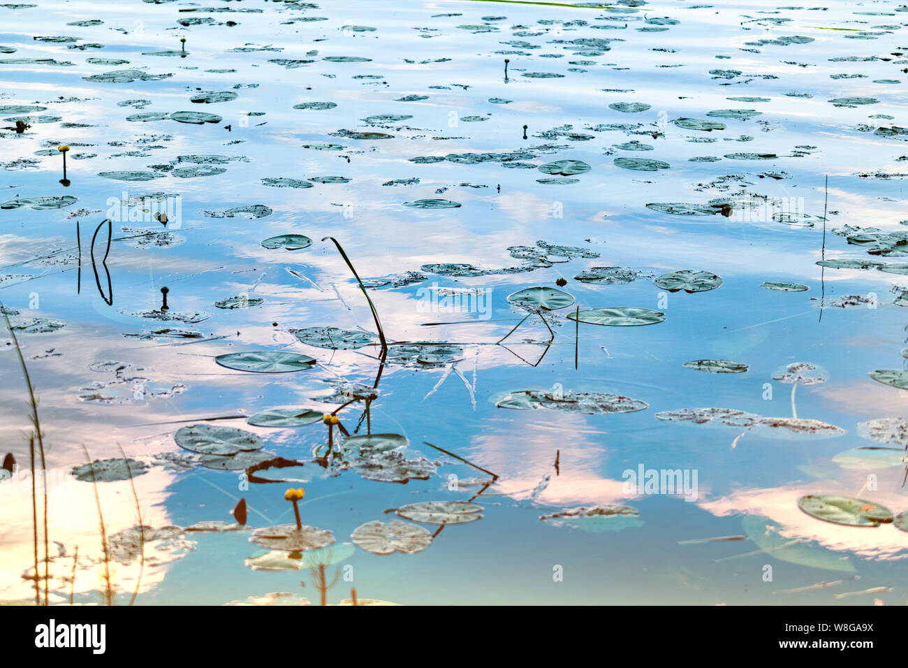 Beautiful swamp with yellow water lily leaves on bog surface Stock ...