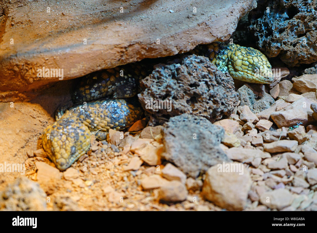 Pilbarensis hi-res stock photography and images - Alamy