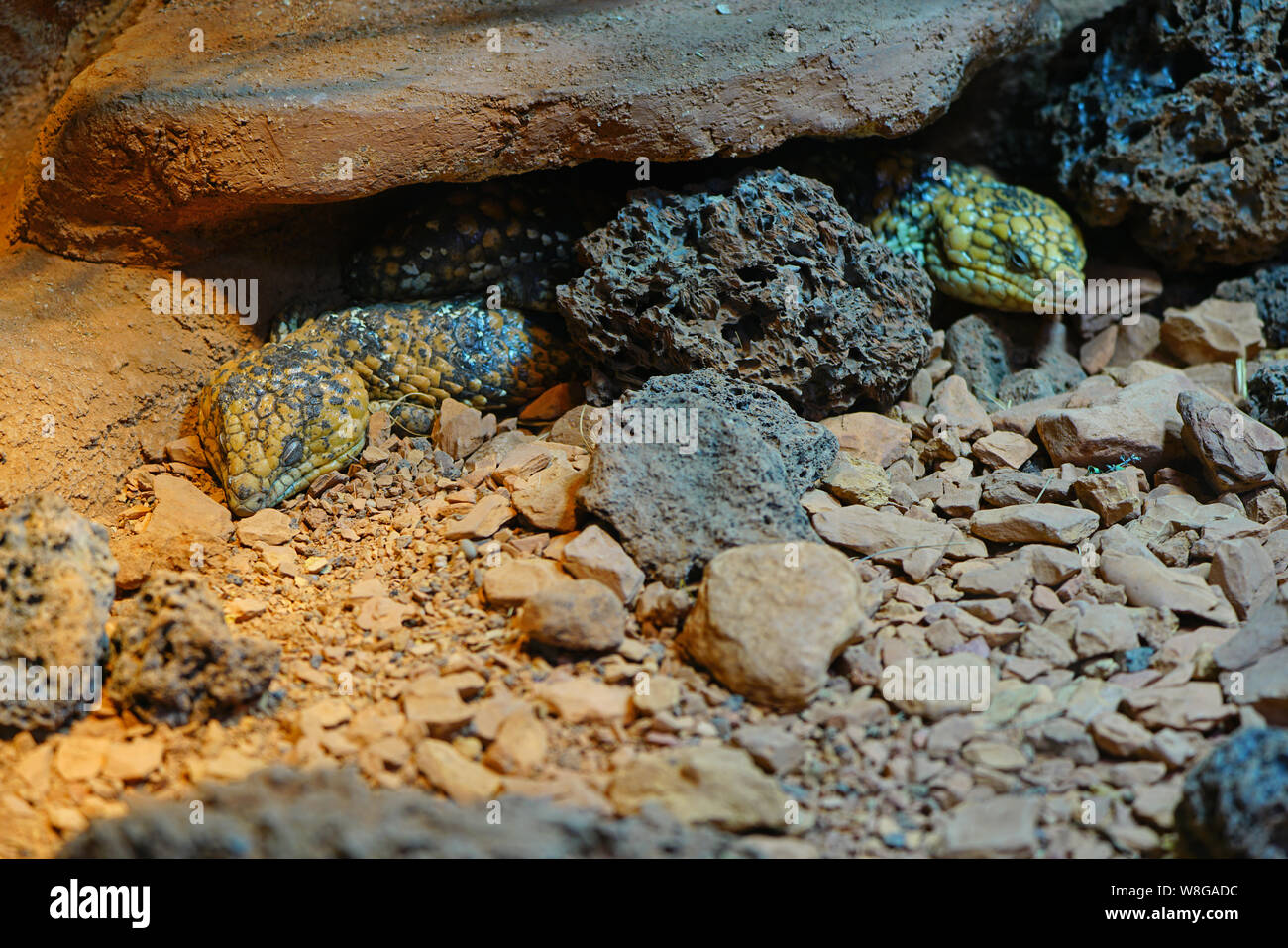 Northern Pilbara rock monitor lizard (varanus pilbarensis Stock Photo ...