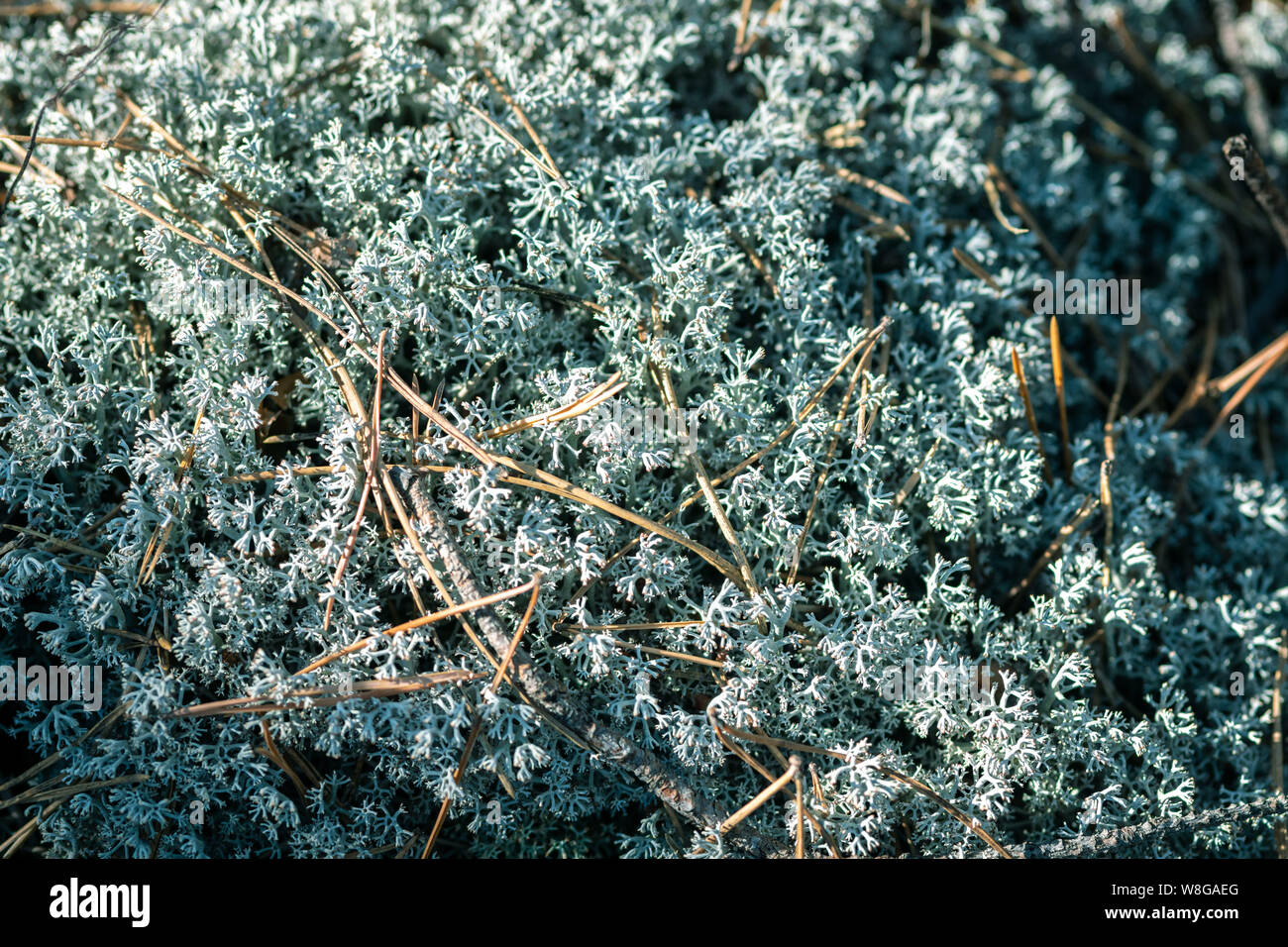 Arctic alpine lichen hi-res stock photography and images - Alamy