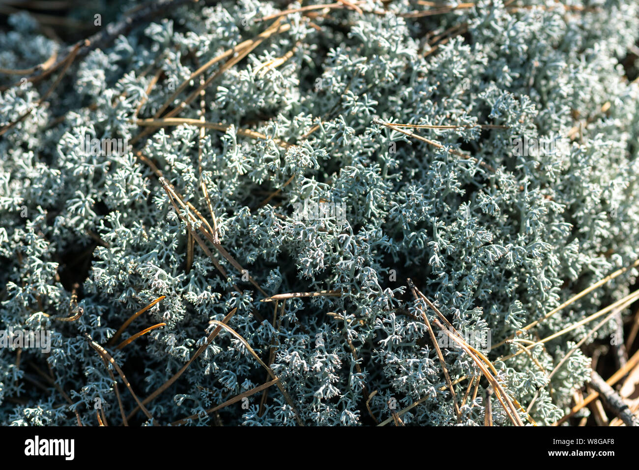 Arctic alpine lichen hi-res stock photography and images - Alamy