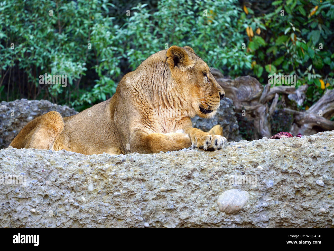 A lioness sitting on a rock Stock Photo - Alamy