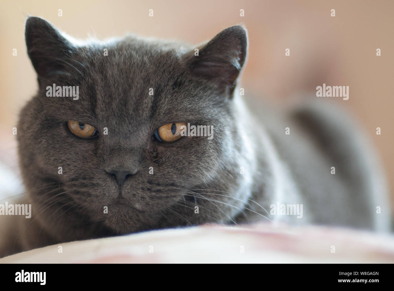 Pretty Kitty posing for picture Stock Photo - Alamy