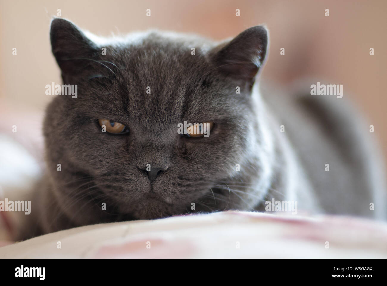 Pretty Kitty posing for picture Stock Photo - Alamy