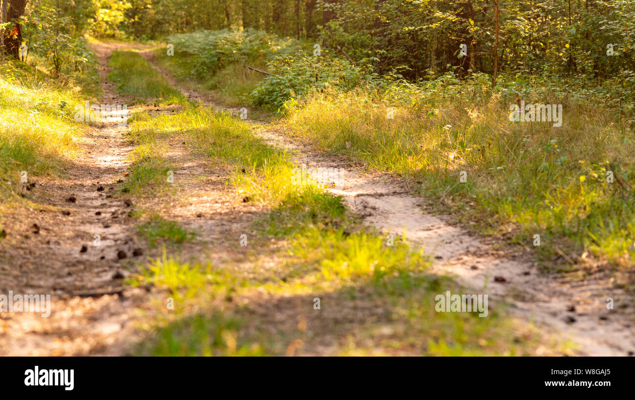Road in summer forest. Shadows from trees on a country road. Nice ...