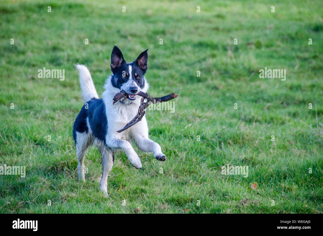 cute energetic pups Stock Photo - Alamy