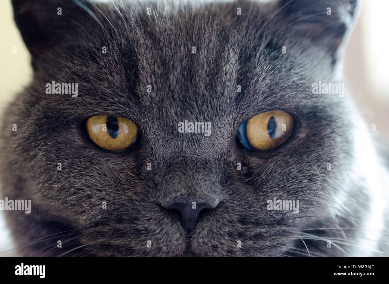 Pretty Kitty posing for picture Stock Photo - Alamy
