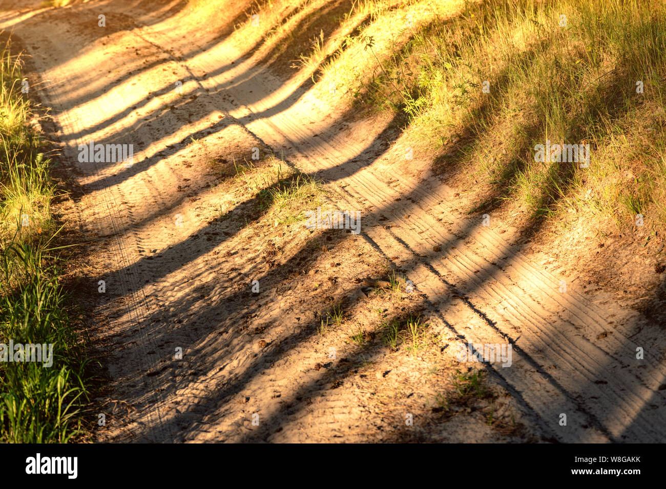 Road in summer forest. Shadows from trees on a country road. Nice ...