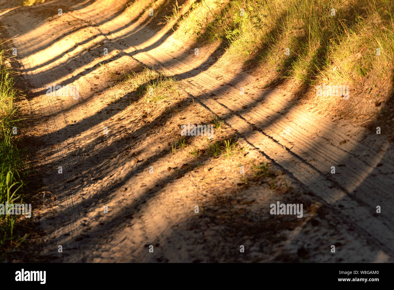 Road in summer forest. Shadows from trees on a country road. Nice ...