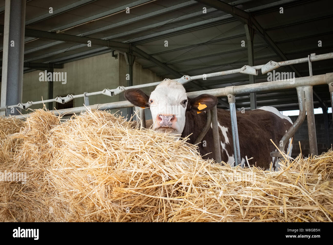 Bull eating hay hi-res stock photography and images - Alamy