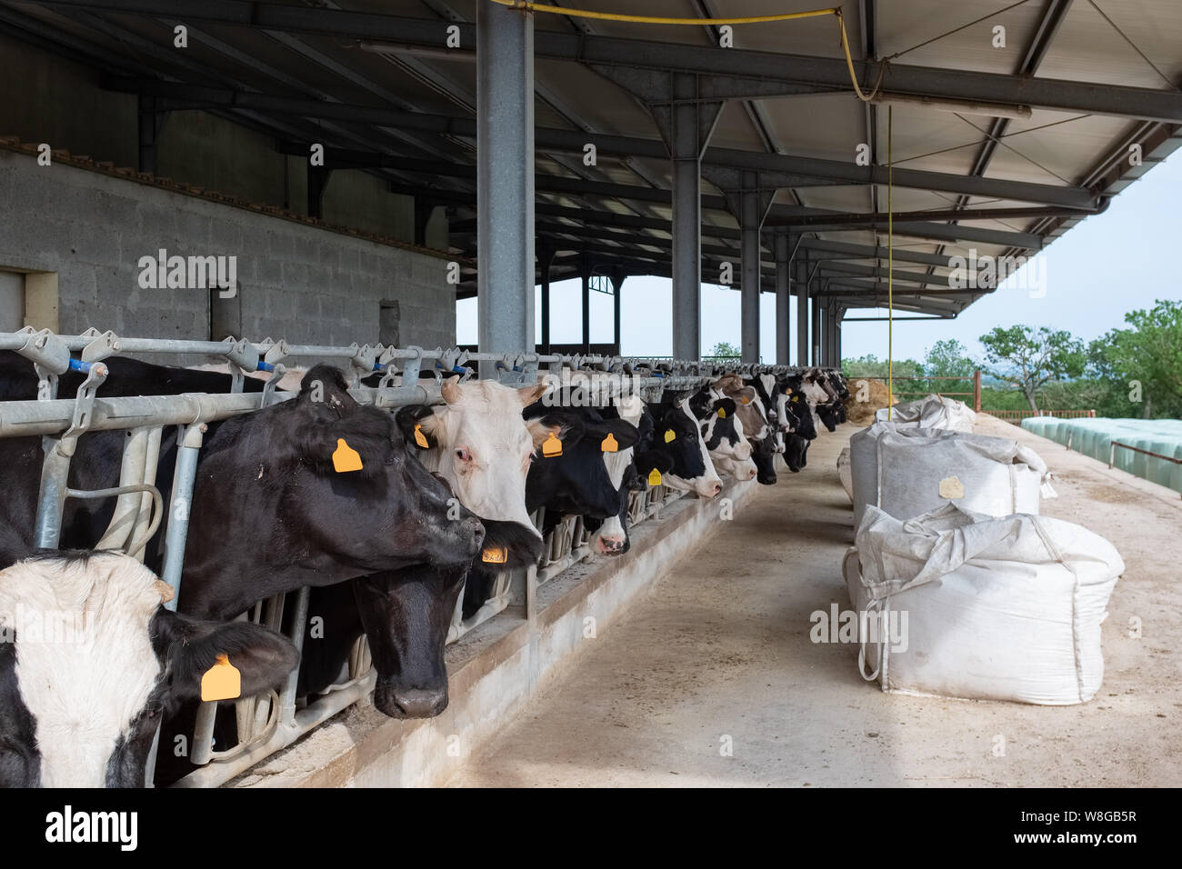 Dairy black and white cows in a farm. Puglia region, Italy Stock Photo ...