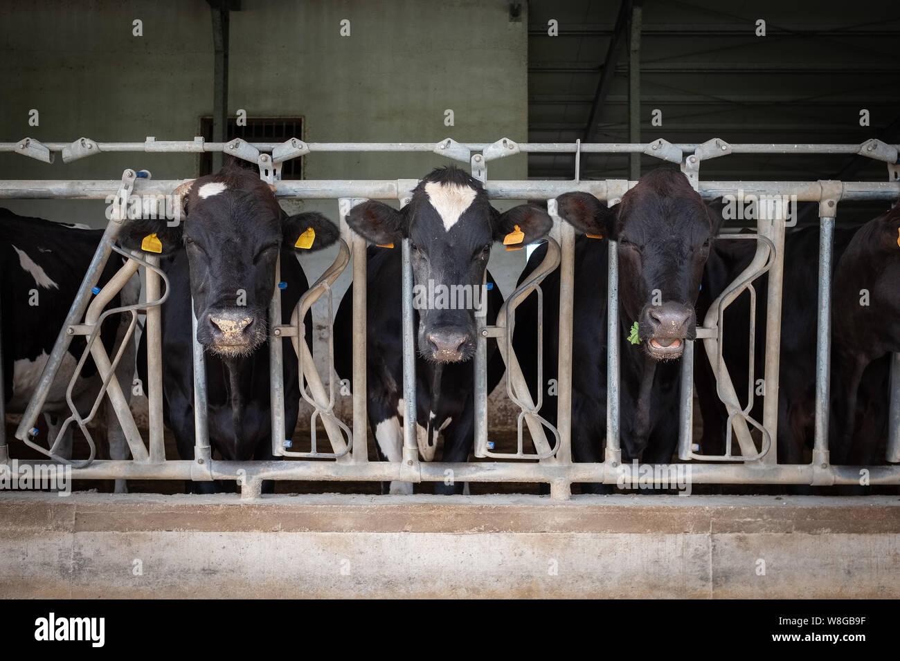 Livestock in italy hi-res stock photography and images - Alamy