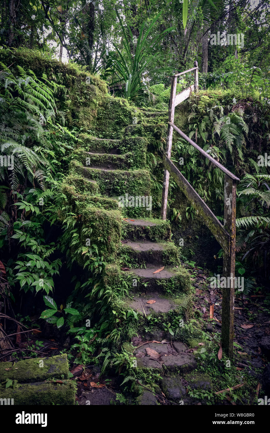 Old stone stairs in overgrown forest garden, tourist footpath. Bali ...