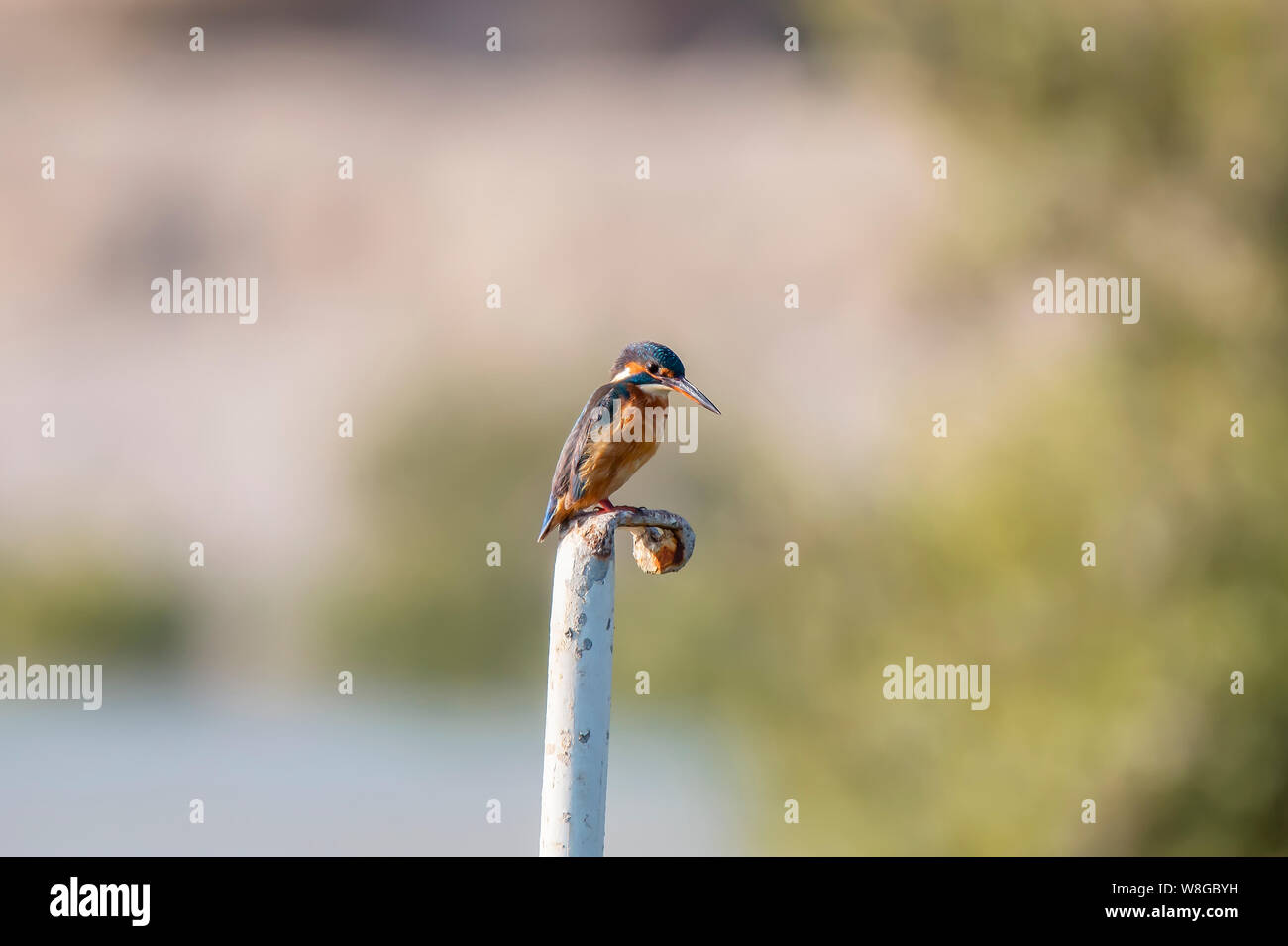 Common Kingfisher in Qatar Stock Photo - Alamy