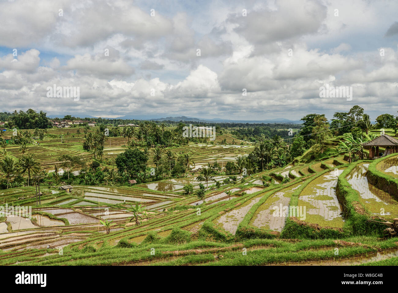 Bali rice plantation hi-res stock photography and images - Alamy