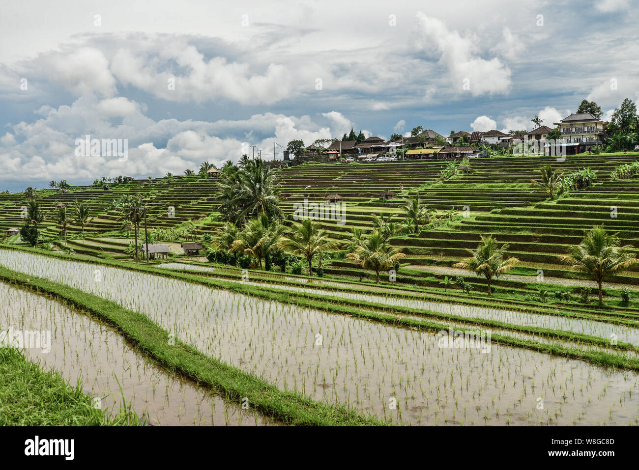 Peaceful green landscape rice fields hi-res stock photography and ...
