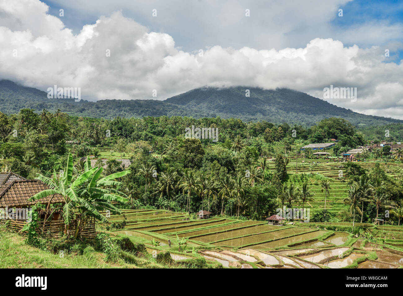 Peaceful green landscape rice fields hi-res stock photography and ...
