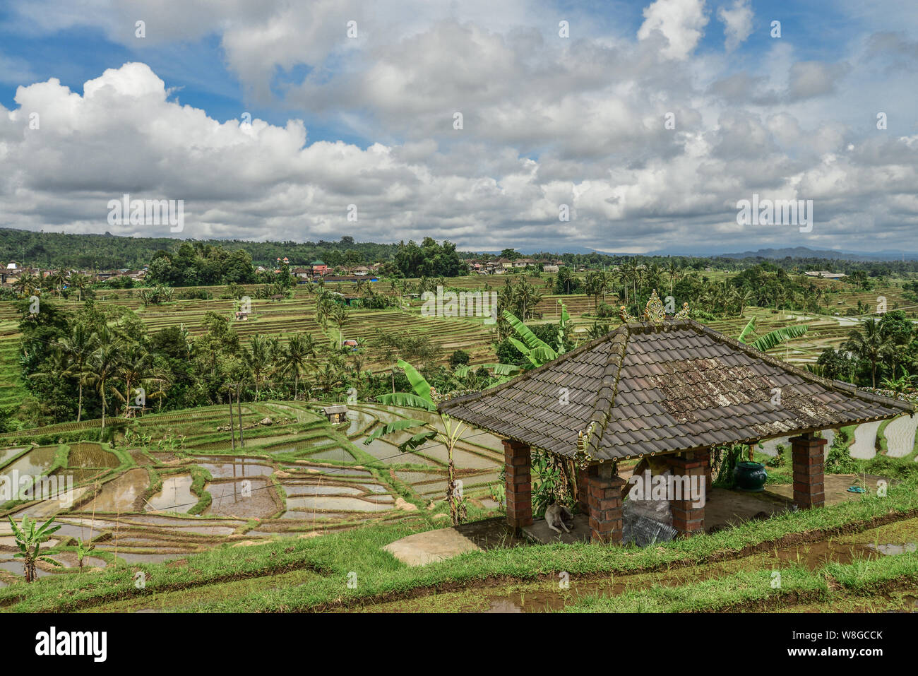 Bali rice fields hi-res stock photography and images - Alamy
