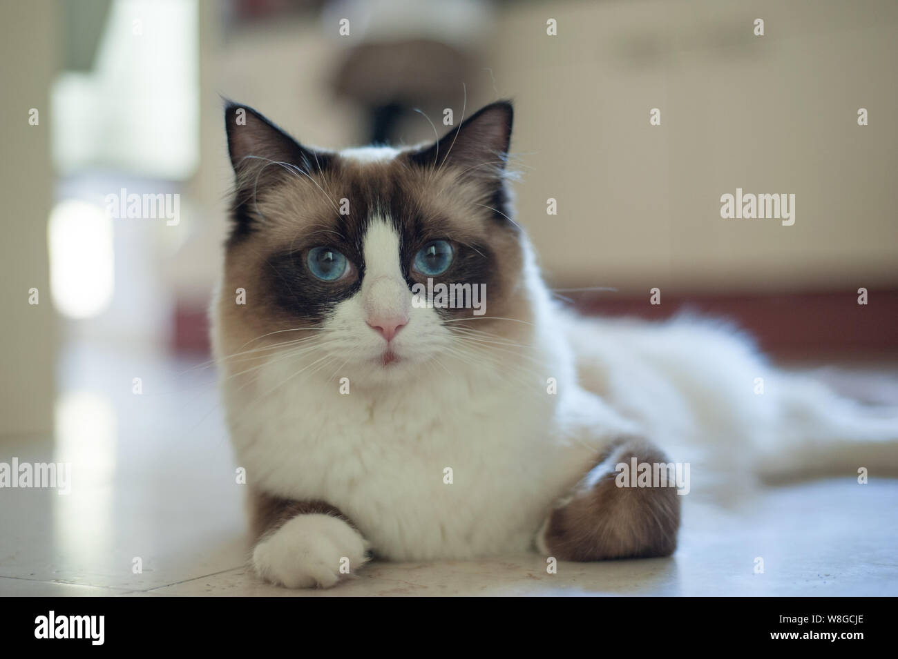 Pretty Kitty posing for picture Stock Photo - Alamy