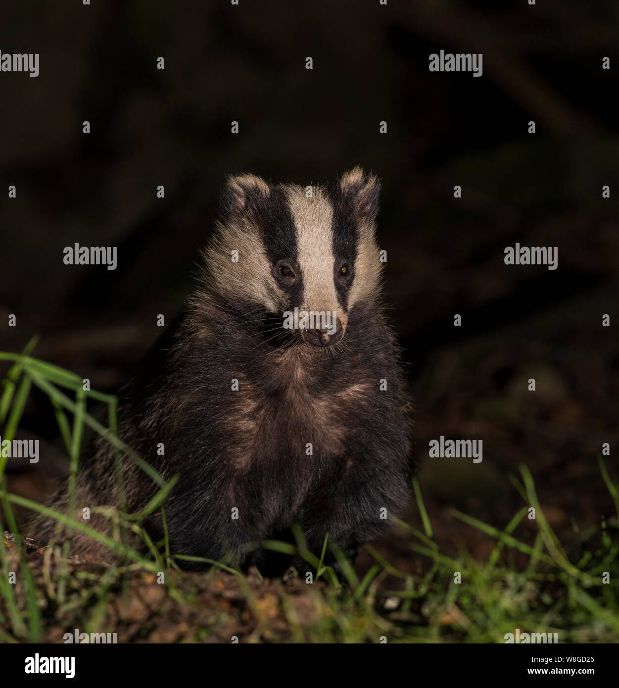 Badger Night High Resolution Stock Photography and Images - Alamy