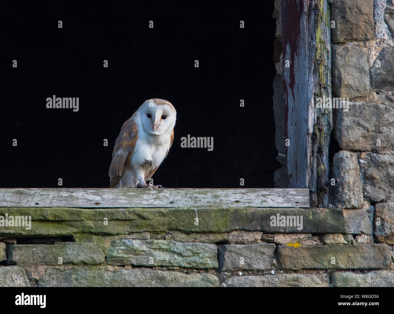 Barn owls at dusk hi-res stock photography and images - Alamy
