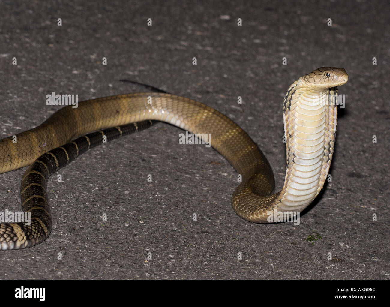 Tropical Rainforest King Cobra