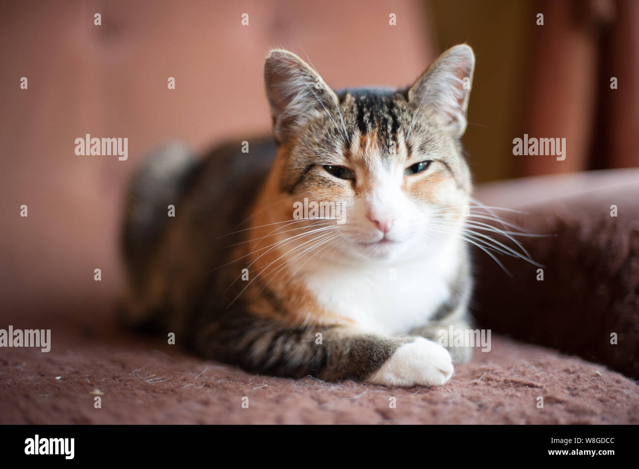 Pretty Kitty posing for picture Stock Photo - Alamy