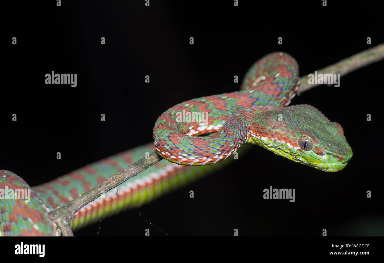 Indian tree viper hi-res stock photography and images - Alamy