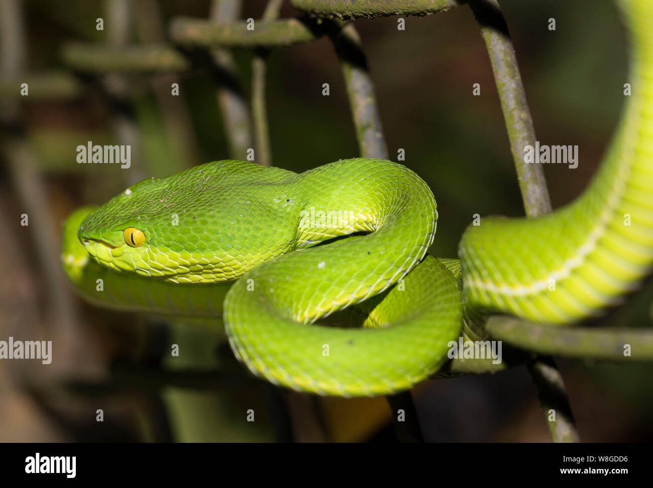 White lipped green tree viper hi-res stock photography and images - Alamy