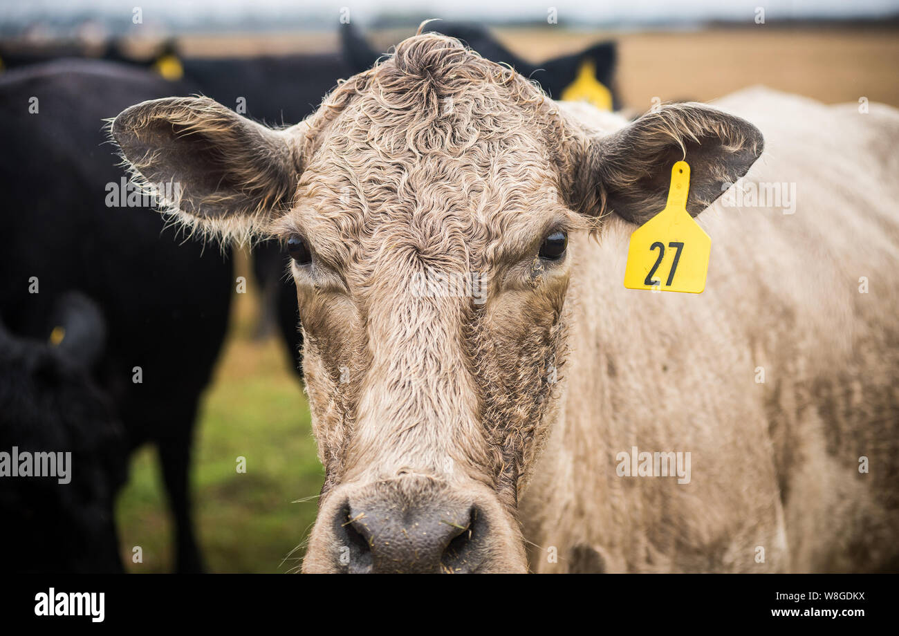 Close up of a white cow looking into the camera with yellow ...