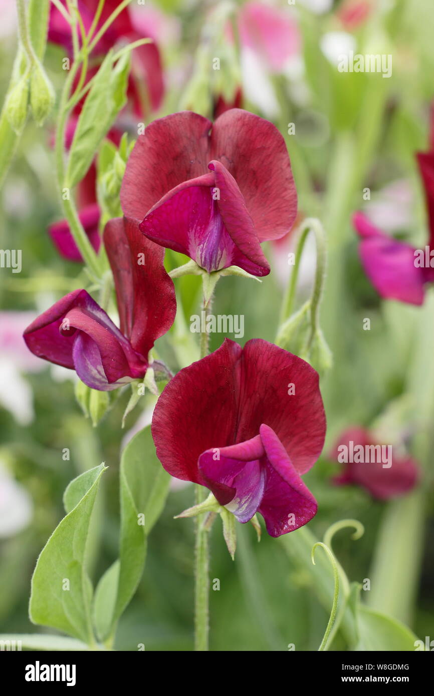 Lathyrus odoratus 'Black Knight' annual climber. A highly scented, old ...