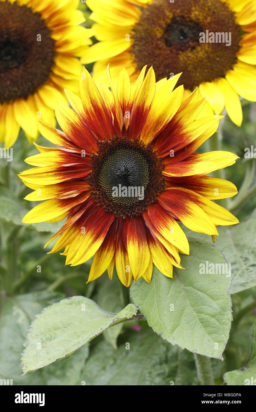 Helianthus annuus 'Firecracker'. Dwarf sunflower flowering in a summer ...