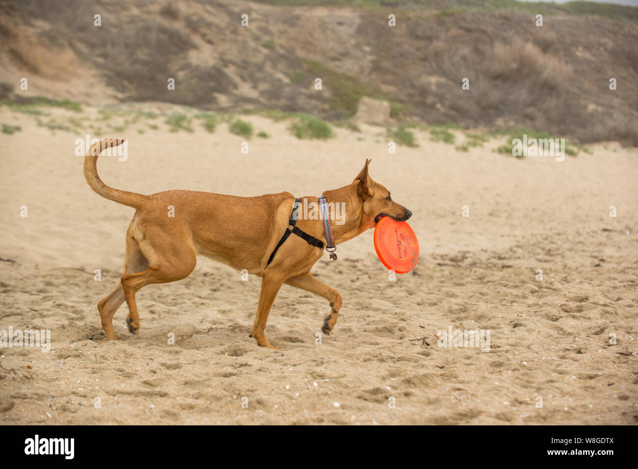 cute energetic pups Stock Photo - Alamy