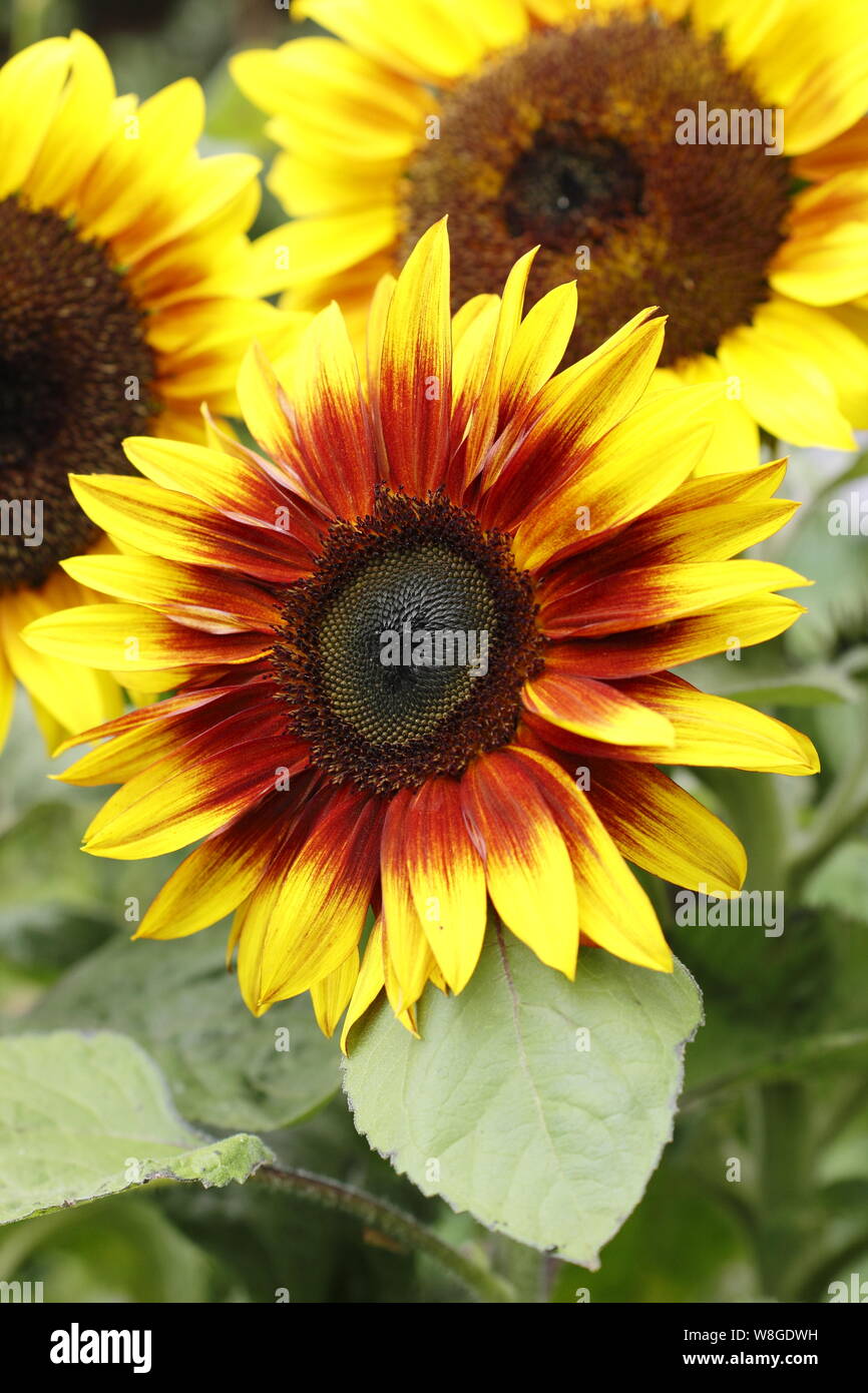 Helianthus annuus 'Firecracker'. Dwarf sunflower flowering in a summer ...
