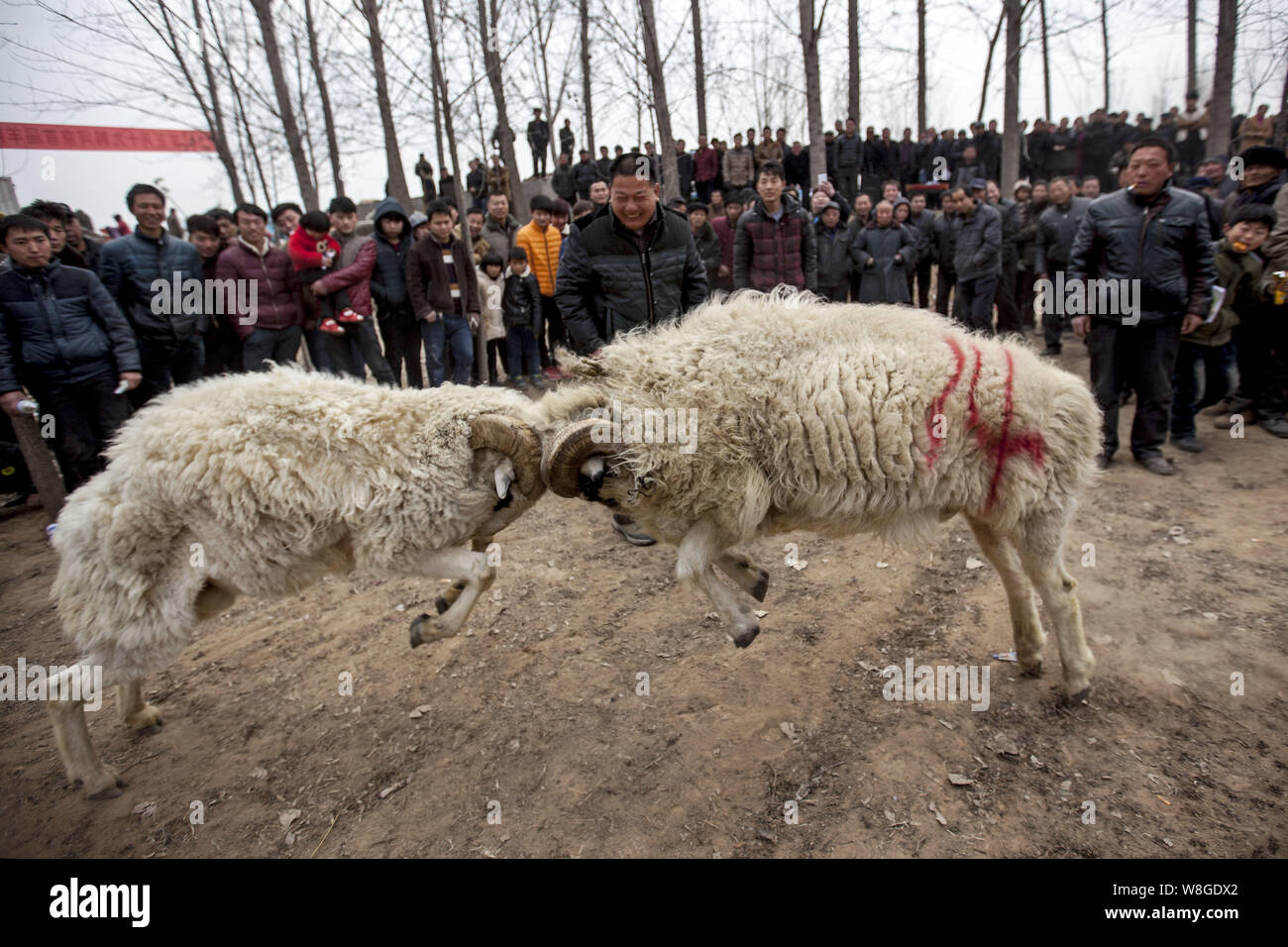 A crowd of villagers watch two sheep butting each other with their ...