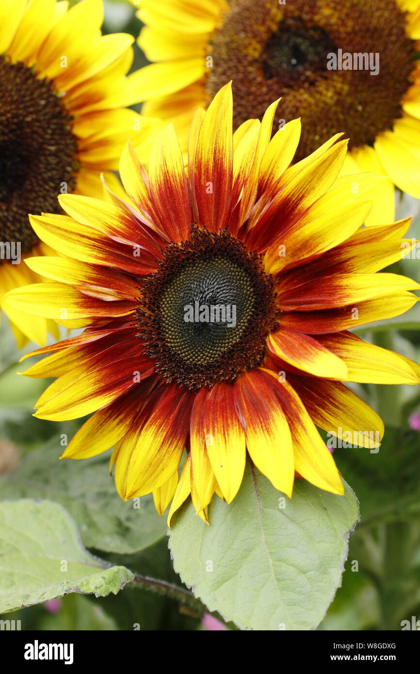 Helianthus firecracker garden hi-res stock photography and images - Alamy