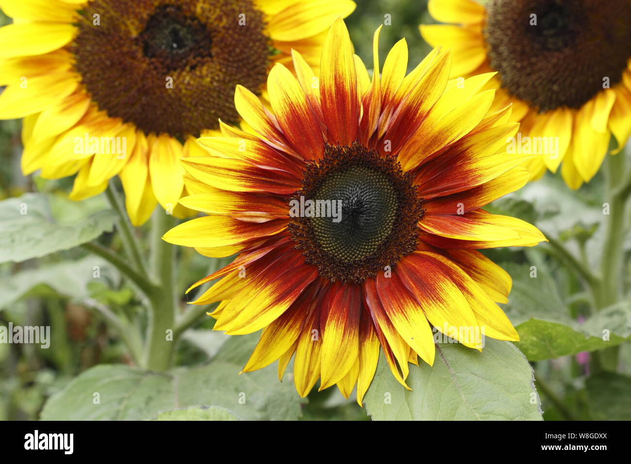 Helianthus firecracker garden hi-res stock photography and images - Alamy