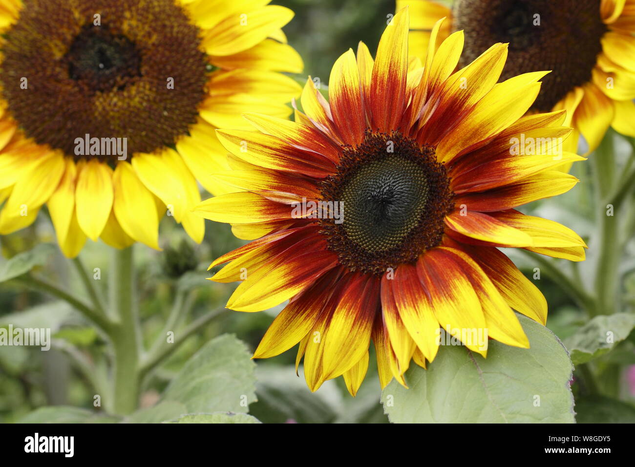 Helianthus annuus 'Firecracker'. Dwarf sunflower flowering in a summer ...